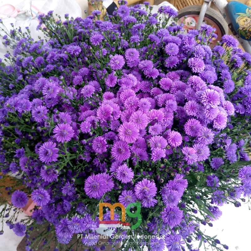 Jual Bunga Fresh Terlengkap & Harga Terbaru Juni 2026 | Shopee Indonesia