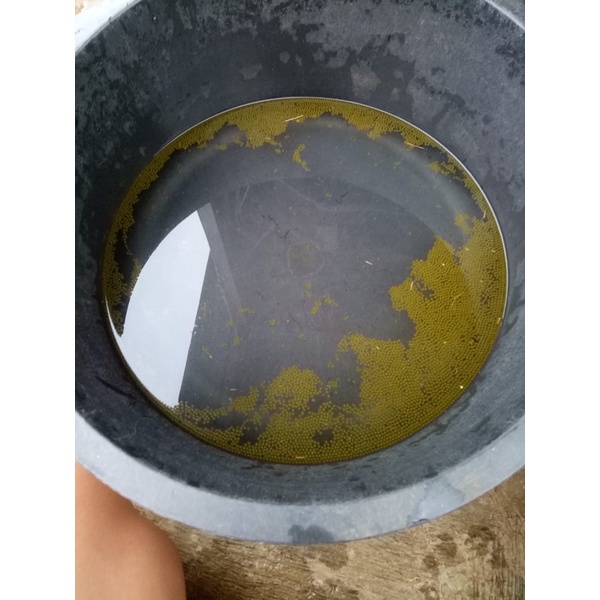 Jual Telur gurame soang | Shopee Indonesia