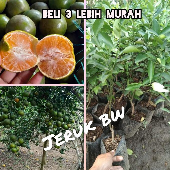 Jual joss bibit tanaman pohon jeruk bw okulasi viral | Shopee Indonesia