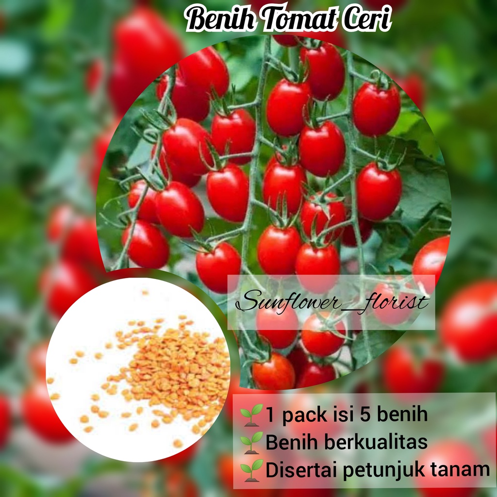 Jual Benih Tomat Ceri | Shopee Indonesia
