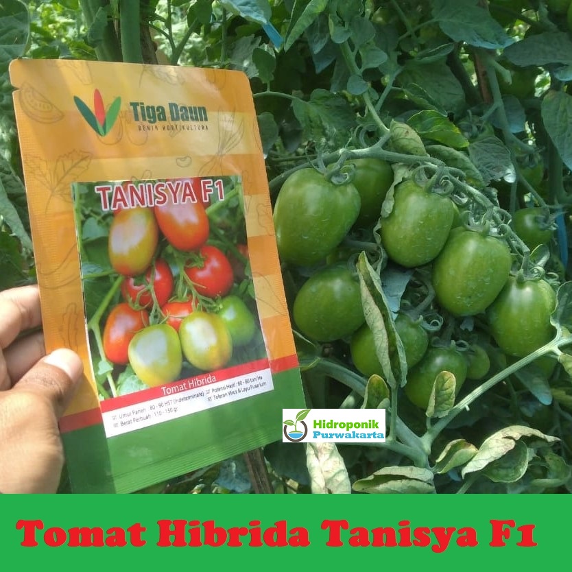 Jual Benih Tomat Hibrida Tanisya Cap Tiga Daun Isi 10 Gram Tipe ...