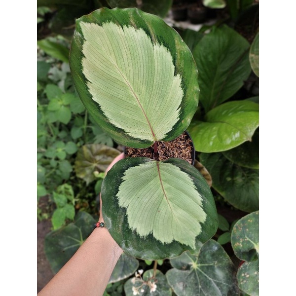 Jual Calathea Corona + Pot | Shopee Indonesia