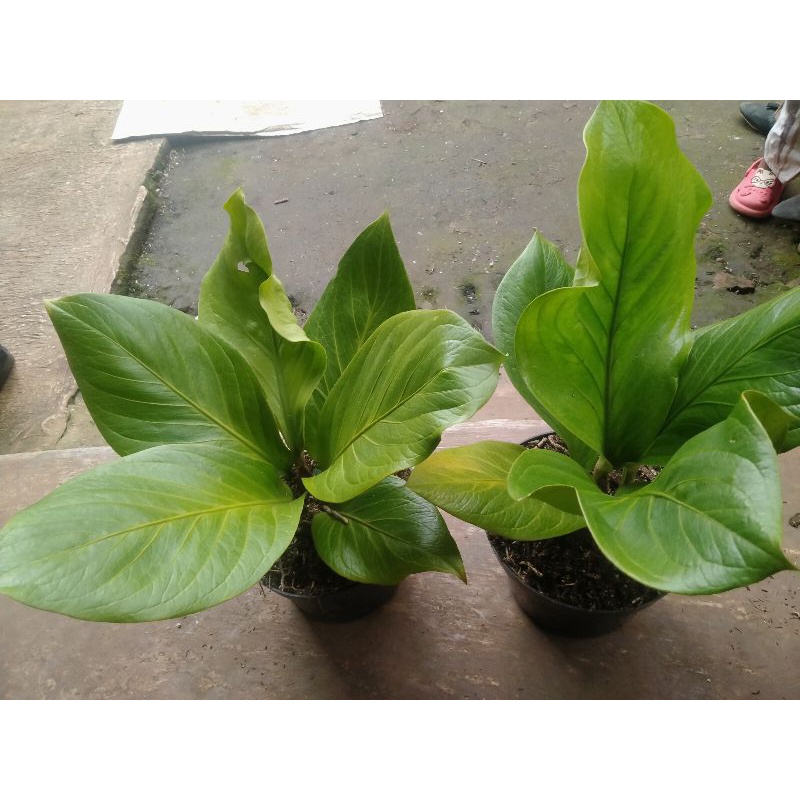 Jual tanaman hias jermani cobra remaja | Shopee Indonesia
