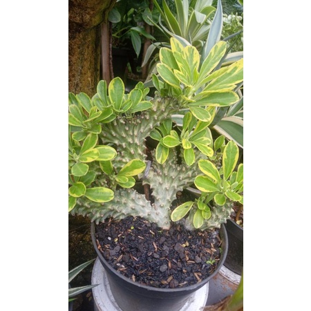 Jual Pohon risuru Cristata variegata tinggi sejengkal | Shopee Indonesia