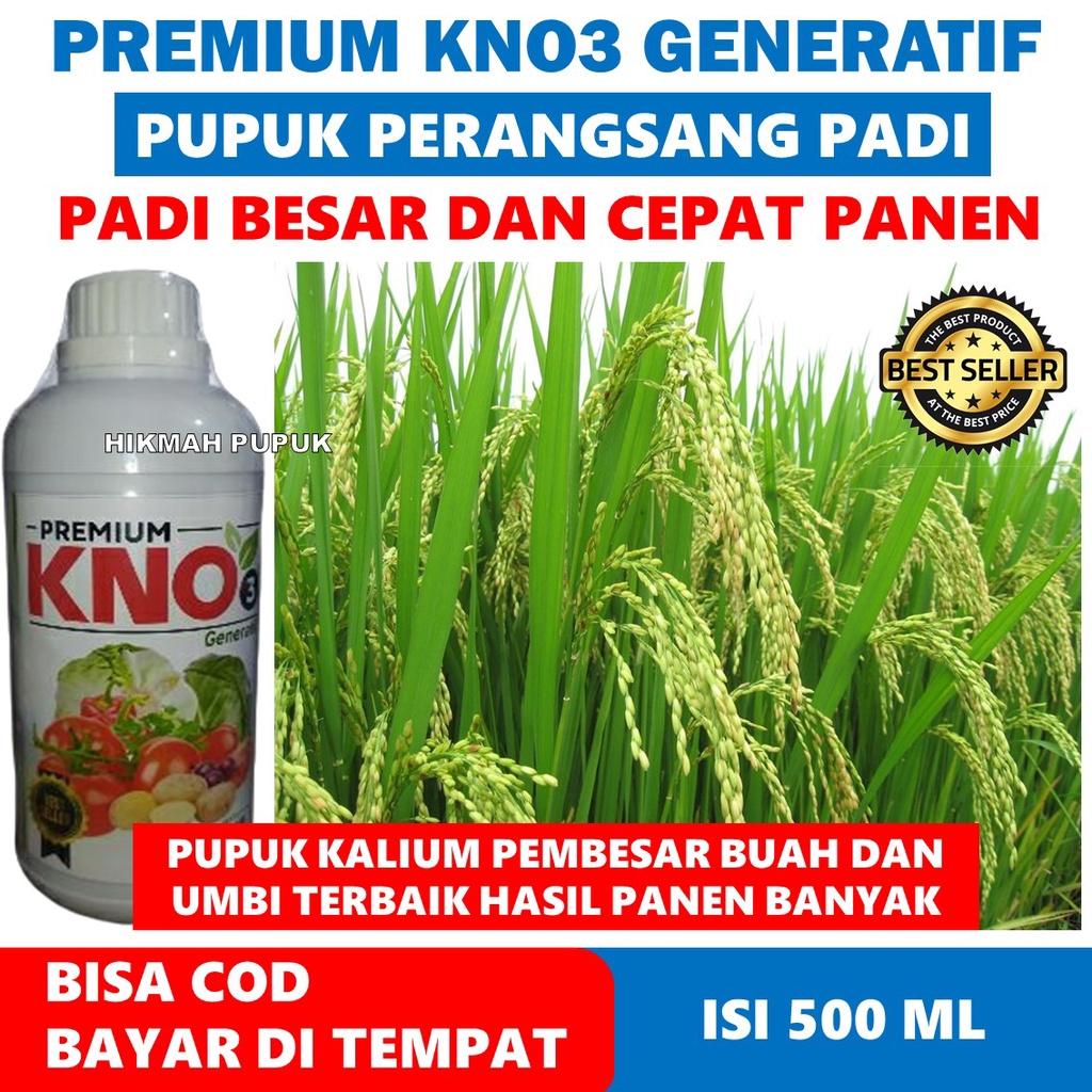 Jual Pupuk Untuk Padi Agar lebat Bobot Padi Berat dan Besar KNO 3 Premium Tahan Musim Hujan ...