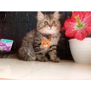 Jual kucing persia marble Harga Terbaik & Termurah Maret 2025 | Shopee ...