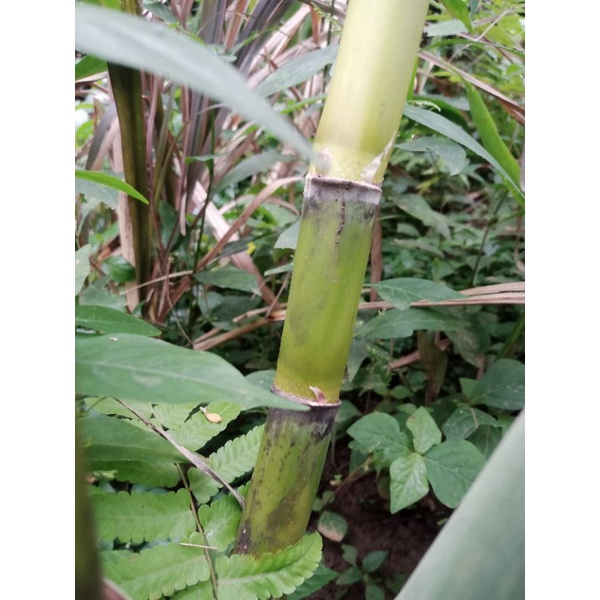 Jual tebu hijau manis asli satu batang | Shopee Indonesia