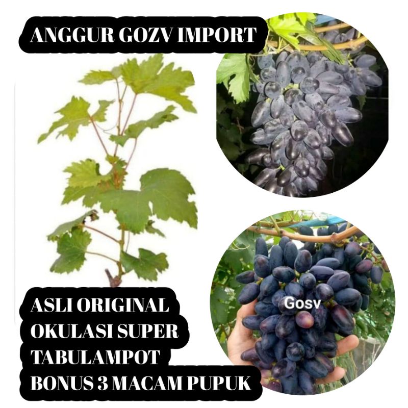 Jual BIBIT ANGGUR IMPORT GOZV OKULASI CEPAT BERBUAH BIBIT UNGGUL ...