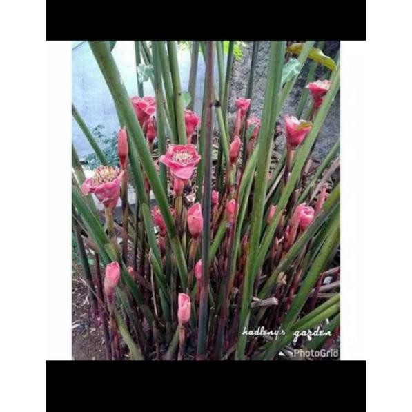 Jual bibit TANAMAN pohon kecombrang umbi batang honje rombeh bunga buah ...