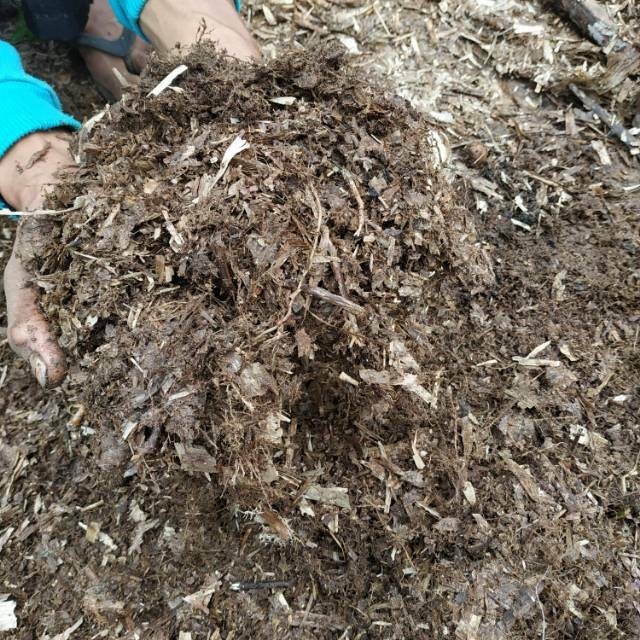 Jual Pupuk Kompos Humus Daun Bambu Media Tanam Aglonema Organik Via ...