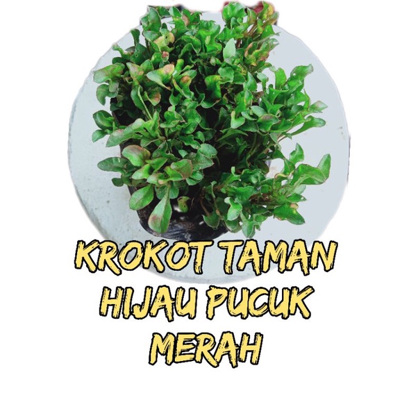 Jual Krokot taman hijau pucuk merah | Shopee Indonesia