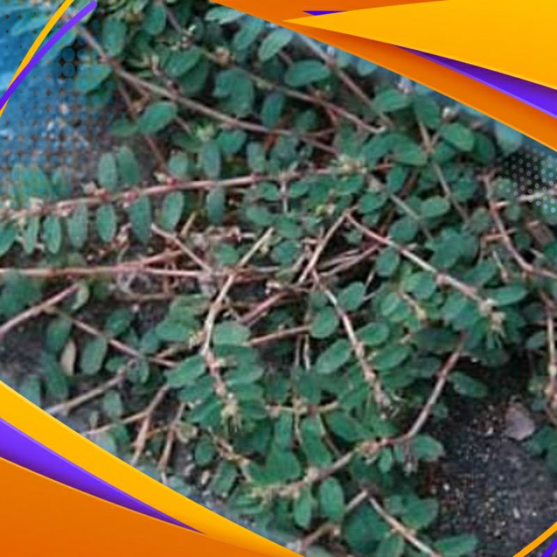 Jual patikan cina liar dan segar 250grm | Shopee Indonesia