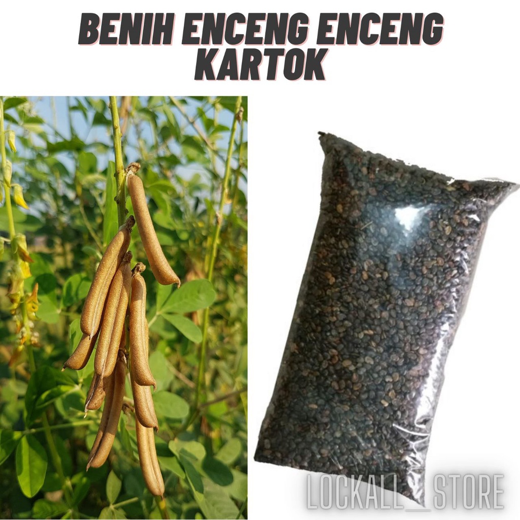 Jual Benih Tanaman Orok-Orok / Enceng Kartok Clorotalalia Kemasan 1 Kg ...
