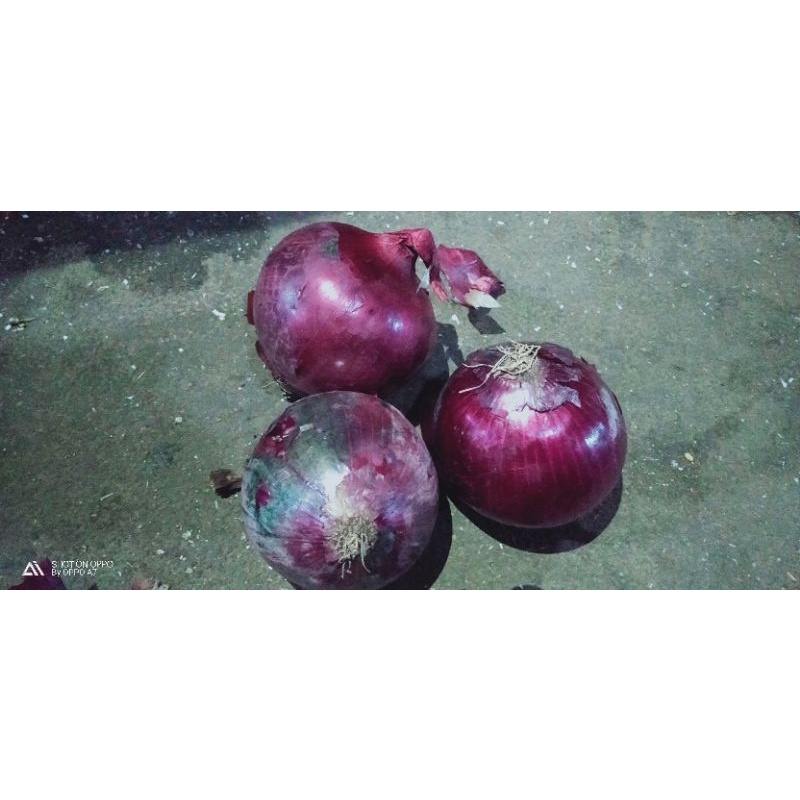 Jual Bombay merah per kg | Shopee Indonesia