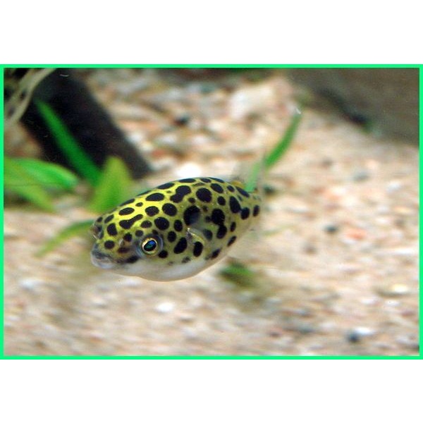 Jual Hiasan Aquascape - Buntal Mini (Tetraodon Puffer Fish) | Shopee ...