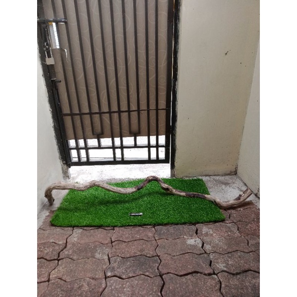 Jual kayu santigi karang atau laut grade A177 | Shopee Indonesia