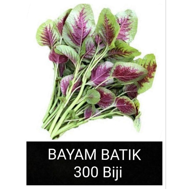 Jual Benih sayur BAYAM | Shopee Indonesia