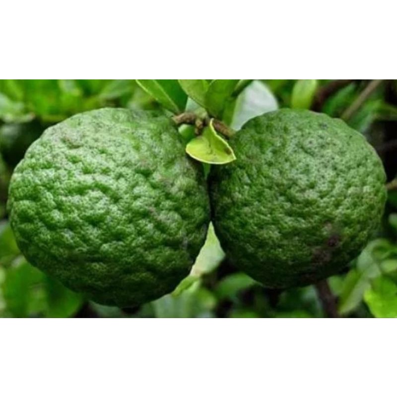 Jual Limau kuit asli Kalimantan Selatan | Shopee Indonesia