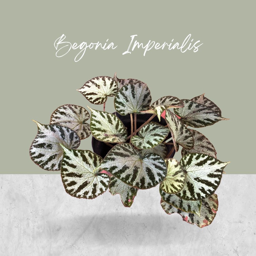 Jual Tanaman Hias Hidup Begonia Imperialis | Begonia Tapak Kucing ...