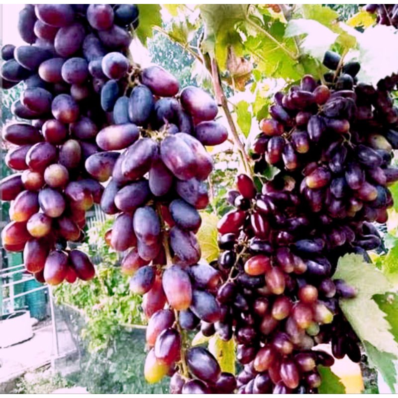 Jual ANGGUR IMPORT GOSV SIAP TANAM DIJAMIN VALID BISA COD | Shopee ...