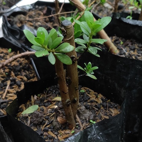 Jual Bibit / Bahan Bonsai Setigi / Santigi (BERGARANSI) | Shopee Indonesia