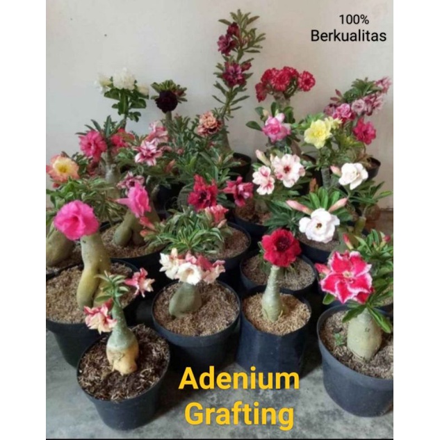 Jual ADENIUM BUNGA TUMPUK 100% Real Bunga tumpuk. TERLARIS DAN ...