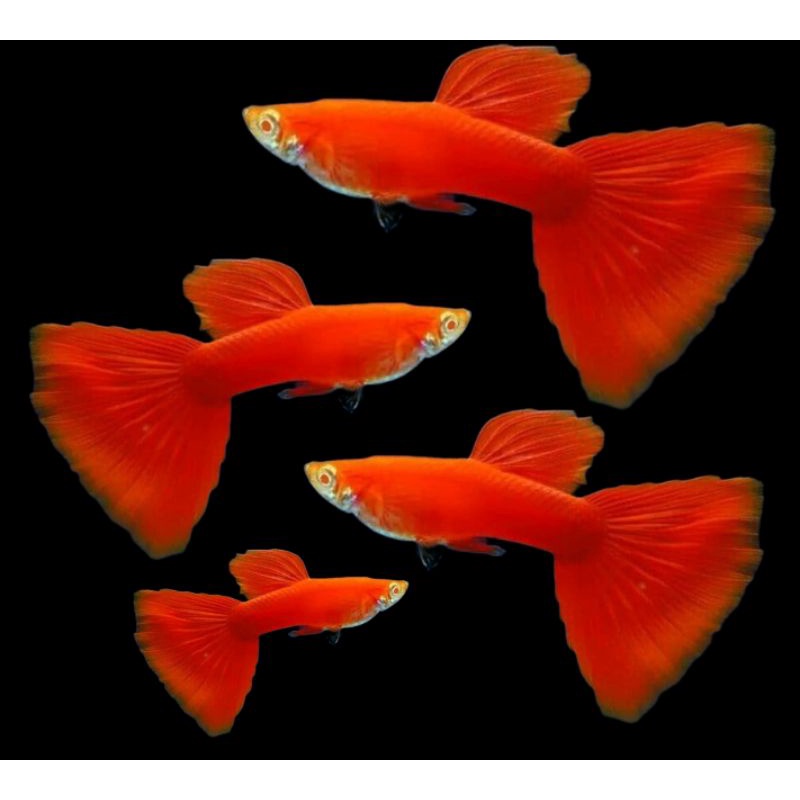 Jual paket 4 jantan 4 betina pelengkap keindahan aquarium AFR big ...