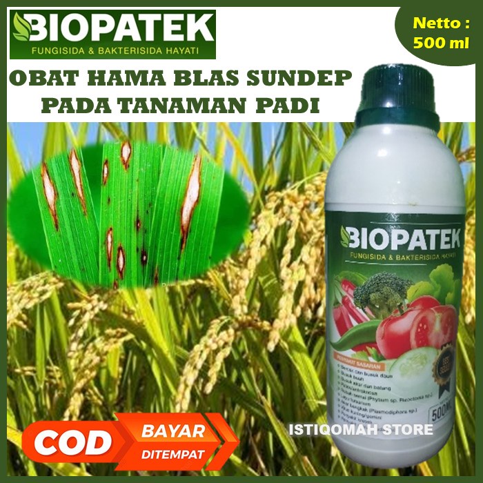 Jual BIOPATEK 500ML Obat Hama Padi Blas - Fungisida Anti Jamur Blas ...