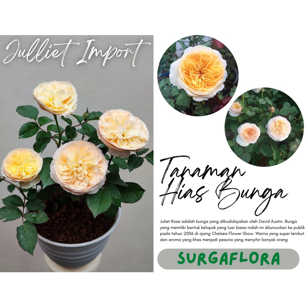 Jual tanaman hias hidup Bunga Mawar Import David Austin JULIET Berbunga ...