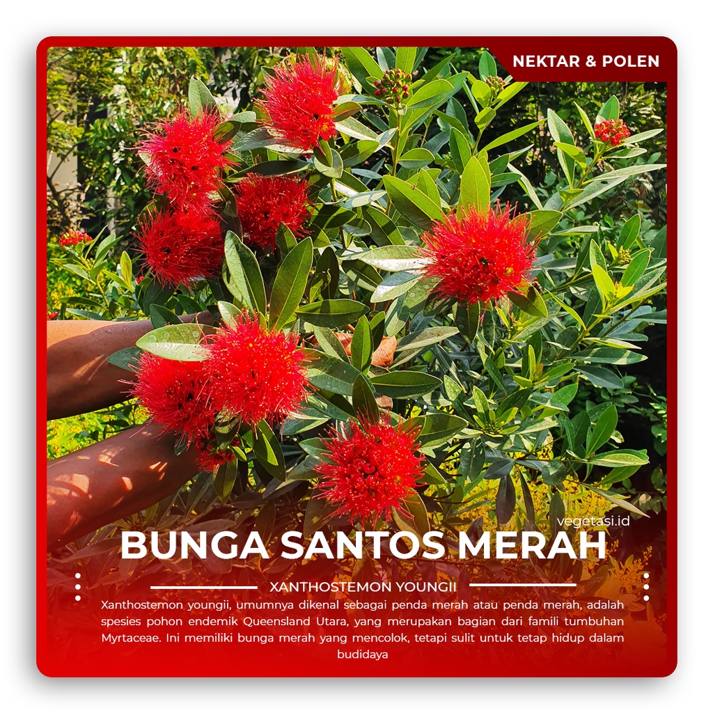 Jual Santos Lemon Merah Pink Tinggi 40cm Up tanaman pakan lebah ...
