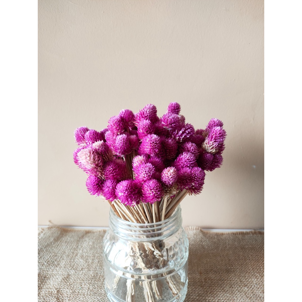 Jual FG- 1Ikat Dried Gomphrena Tangkai Lidi - Hiasan Buket Bunga Kering ...