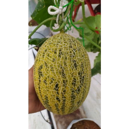 Jual melon HUMMY HAMMIKUA HAMMYSWEET kemasan 100 butir | Shopee Indonesia