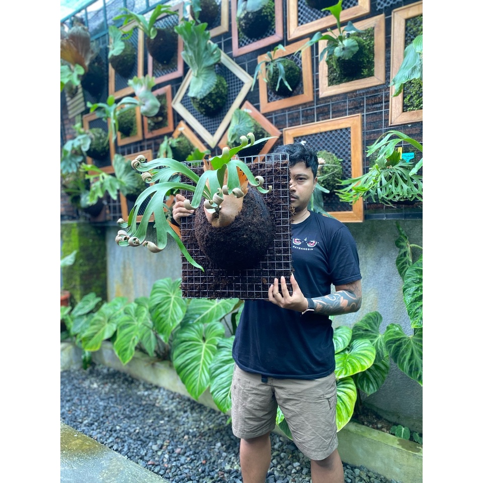 Jual PLATYCERIUM FOONG SIQI | Shopee Indonesia