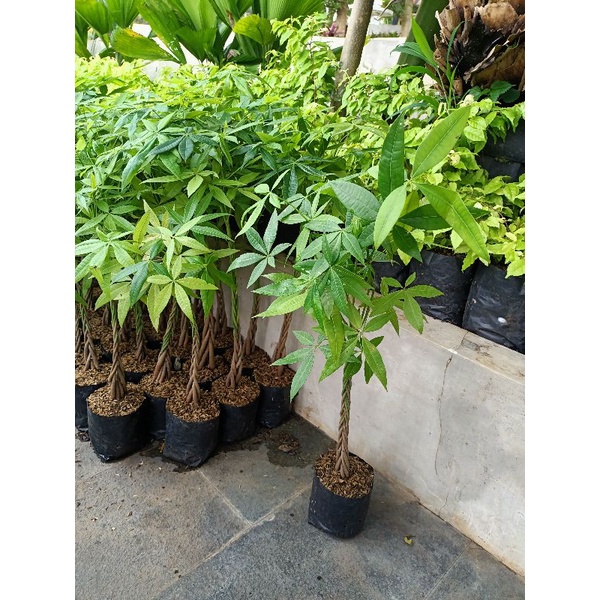 Jual Tanaman pachira - money tree - tanaman hias - tanaman murah ...