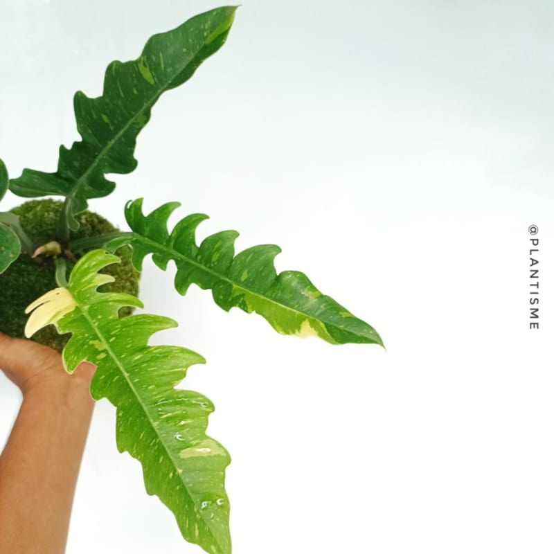 Jual Mossball - Ring Of Fire Philodendron Saw Philo Gergaji | Shopee ...