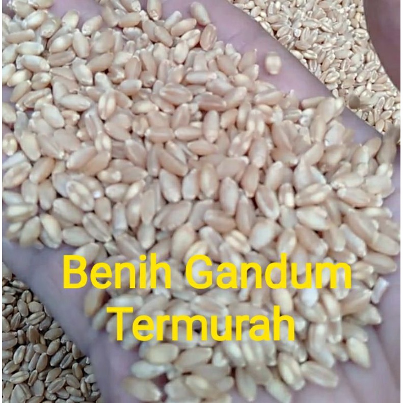 Jual 5 KILOGRAM BENIH GANDUM PUTIH - BENIH RUMPUT GANDUM - BENIH RUMPUT ...
