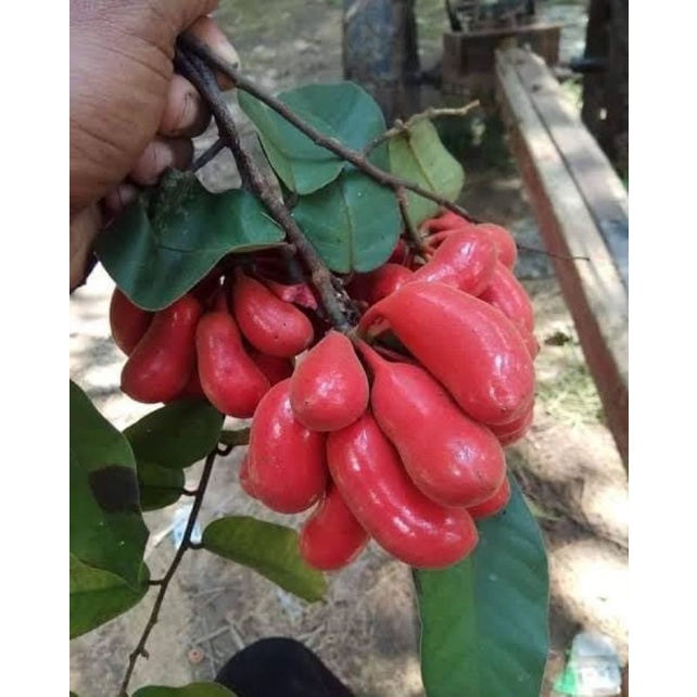 Jual Buah Kalak/(BIBIT) Buah Susu Munding Segar_Buah Langka Manis Segar ...