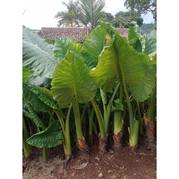 Jual tanaman hias sente hijau ukuran 1meter | Shopee Indonesia