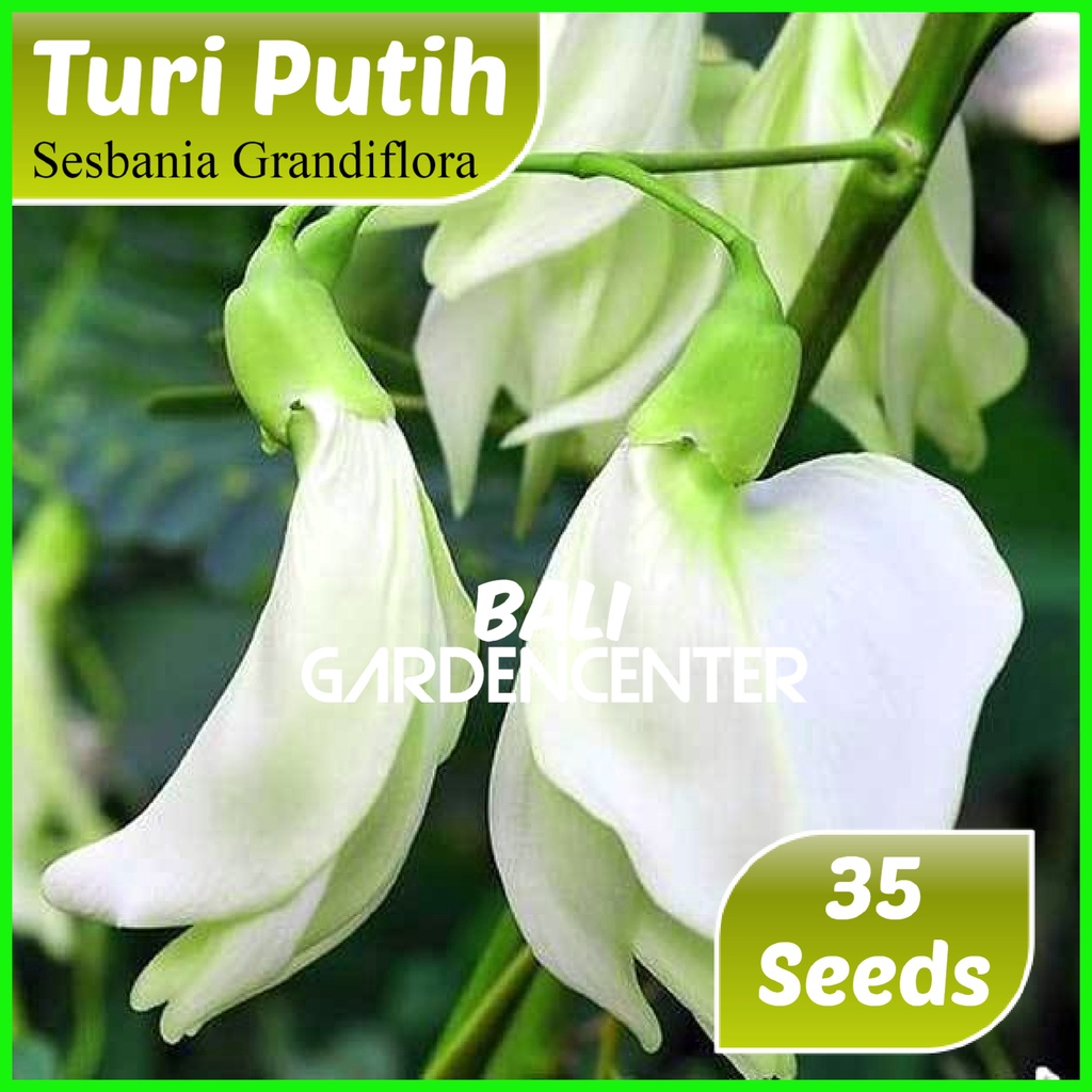 Jual Isi 35 Benih Biji Turi Putih - Sesbania Grandiflora | Shopee Indonesia
