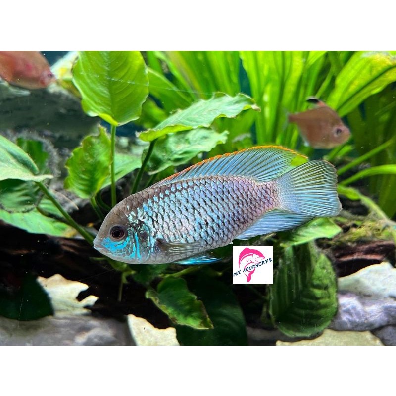 Jual ikan hias cichlid blue acara | Shopee Indonesia