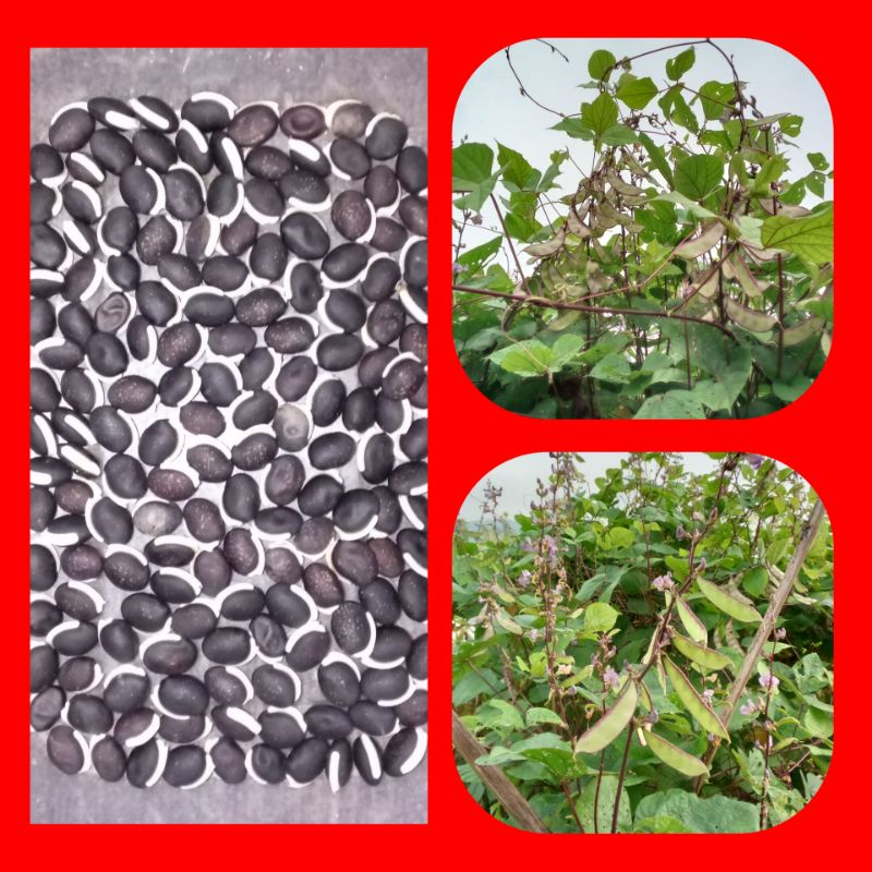 Jual Isi 10 Biji Benih Koro Komak Biji Hitam / Roay Katopes | Shopee ...