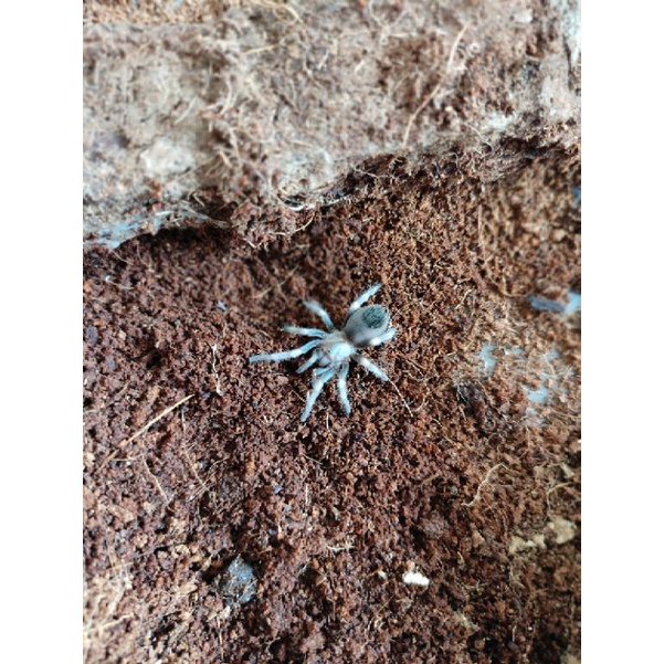 Jual Brachypelma Hammori Juvenille | Shopee Indonesia