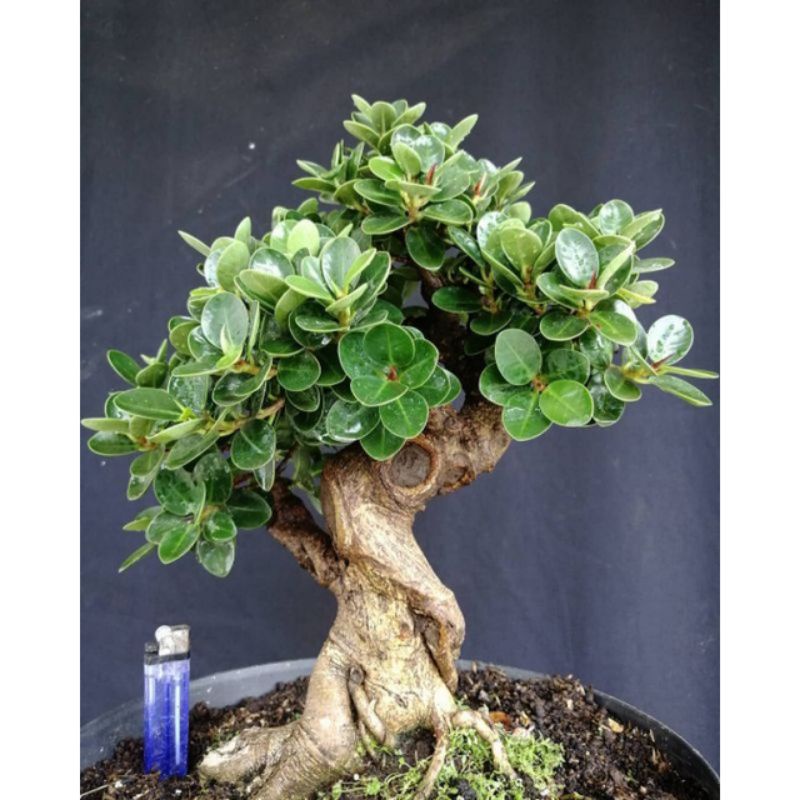 Jual Bahan bonsai dollar mangkok | Shopee Indonesia