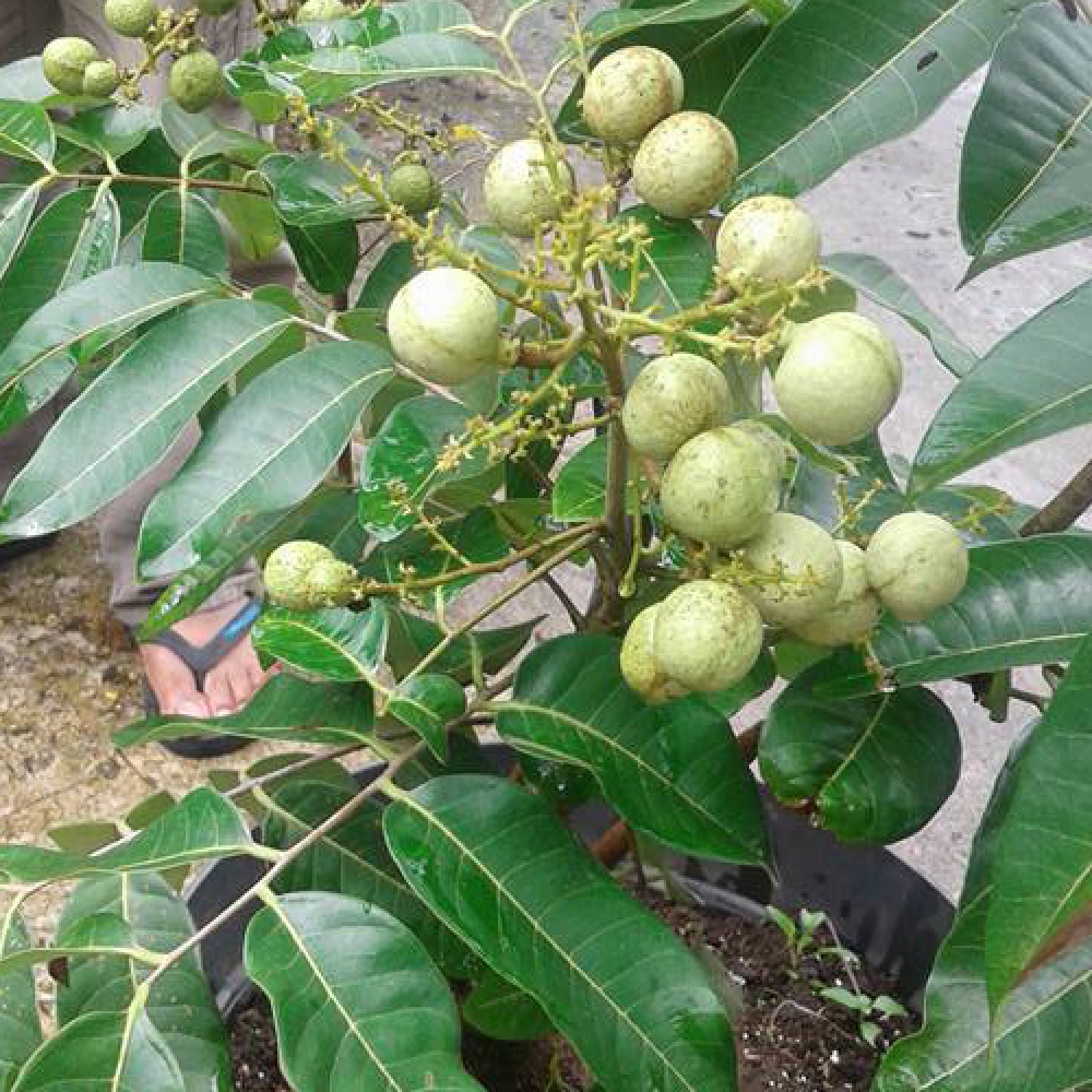 Jual Bibit Kelengkeng matalada cepat berbuah bibit unggul pohon ...