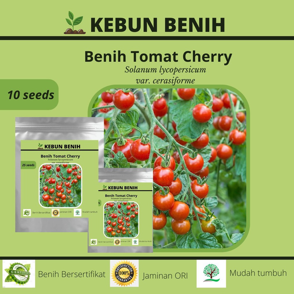 Jual Benih Tanaman Tomat Cherry/ Benih Tomat Ceri Kualitas Unggul 10 ...