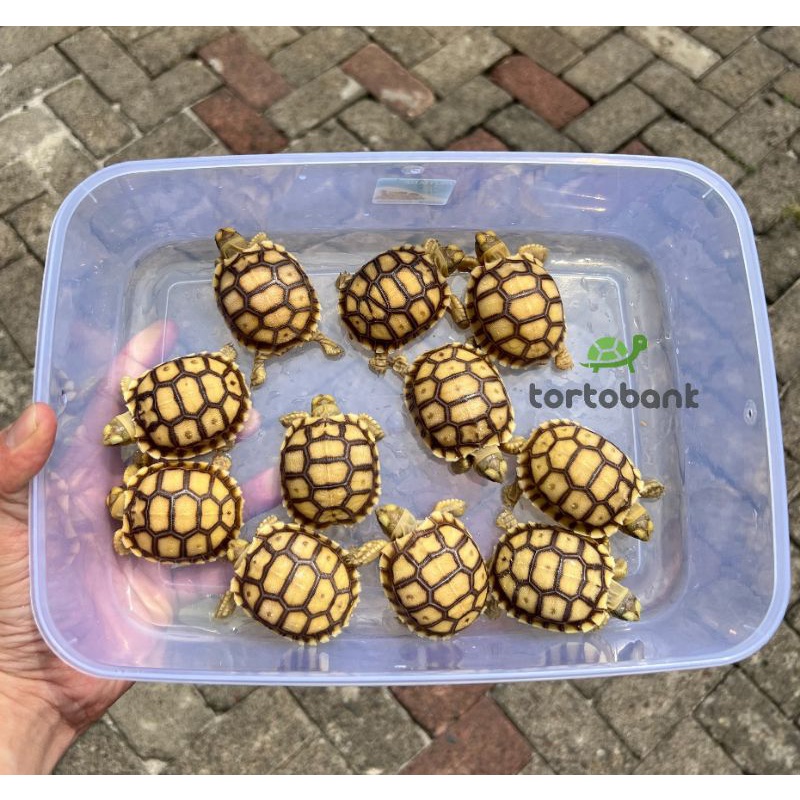 Jual KURA DARAT SULCATA TORTOISE - BABY SULCATA BABY - RANDOM ATAU ...
