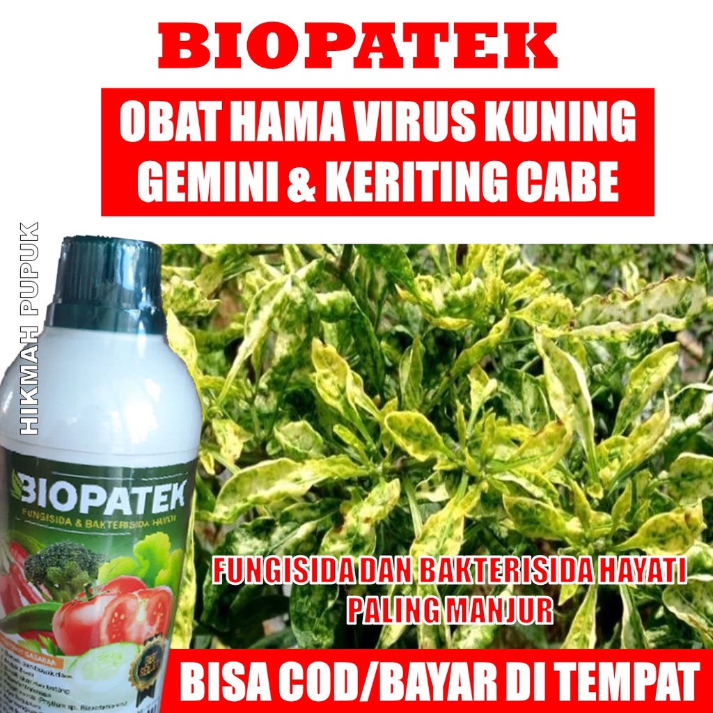 Jual Obat Daun Kuning Keriting Rontok Daun dan Buah Cabe/Cabai & Timun ...