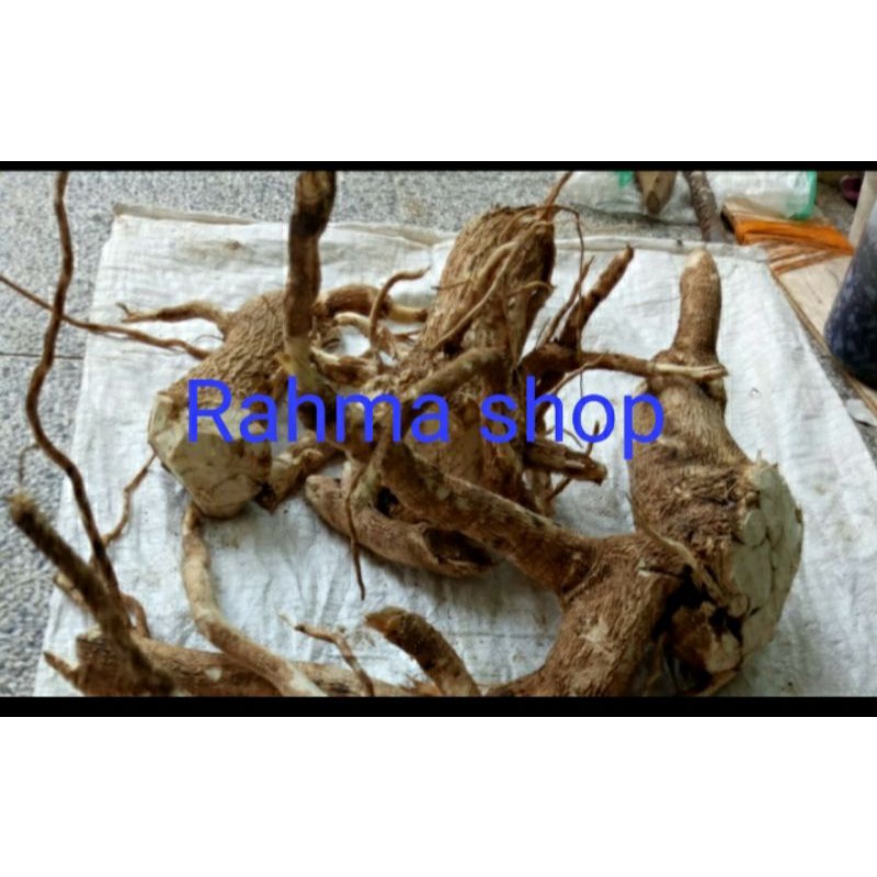 Jual 1kg Akar pohon Widuri | Shopee Indonesia