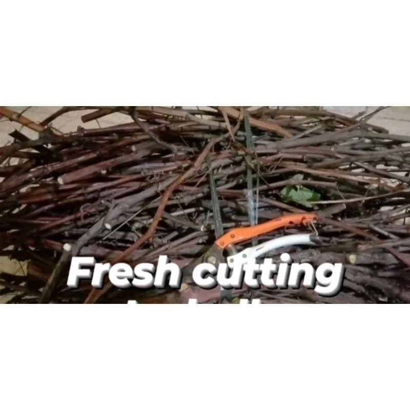 Jual FRESH CUTTING ROOSTOK RED MASTER SEKILO 1 KG | Shopee Indonesia