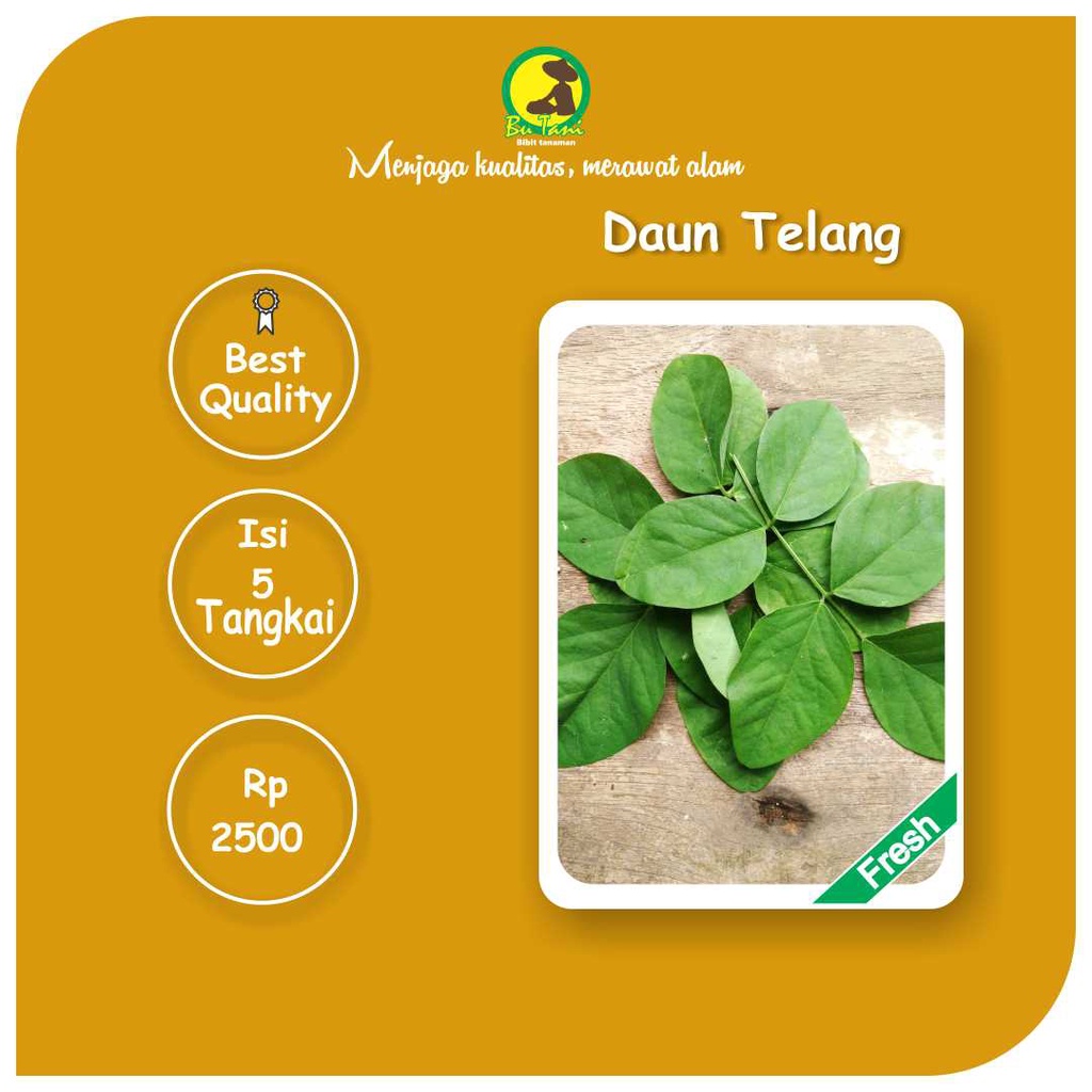 Jual 5 Tangkai daun telang segar | Shopee Indonesia
